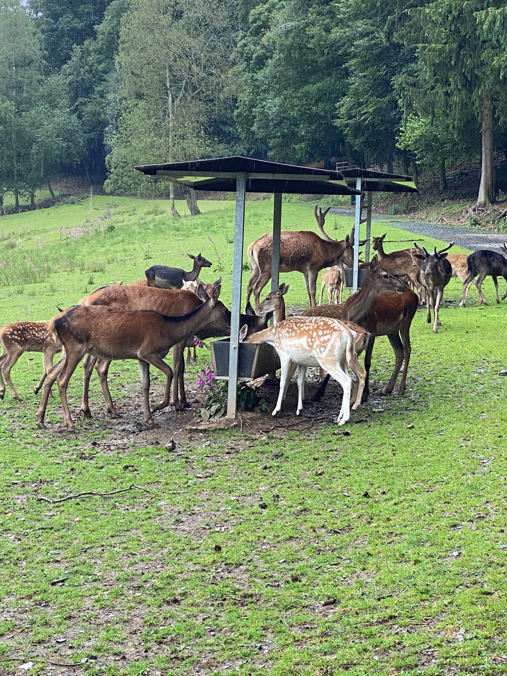 Schließung des Damwild-Geheges in Bad Münstereifel - eifelschau.de