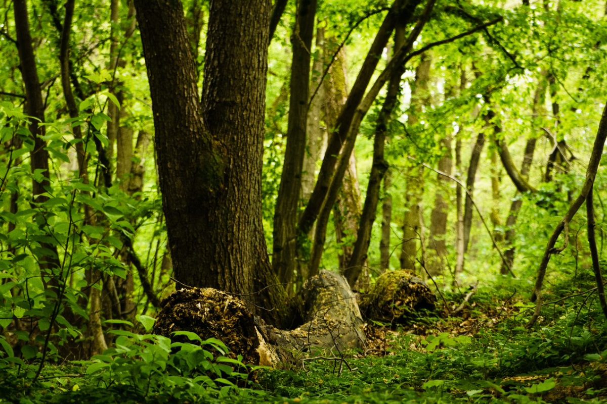Waldbaden am Samstag, den 19. Juni im Wassenacher Wald - eifelschau.de